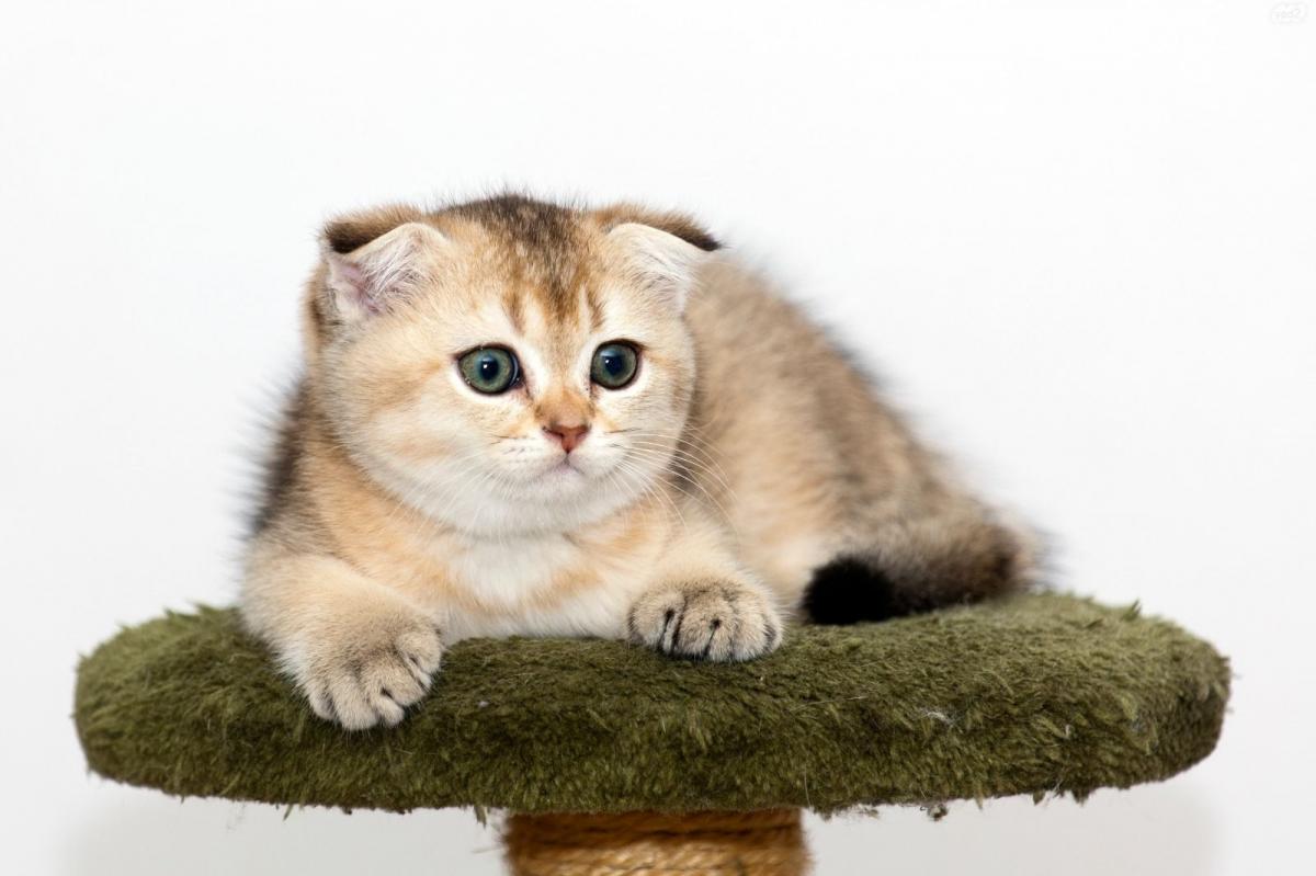 חתולים - גורים סקוטי פולד בצבעים נדירים | מודעה-397122