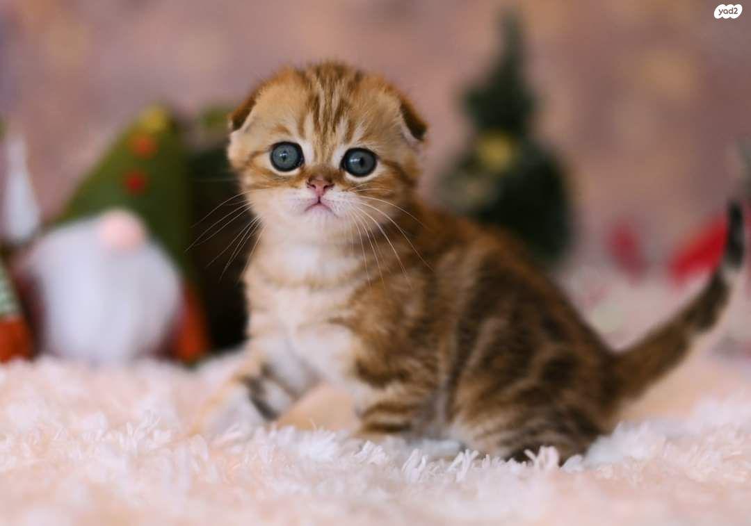 חתולים - זכר סקוטיש פולד בן שלושה | מודעה-523084