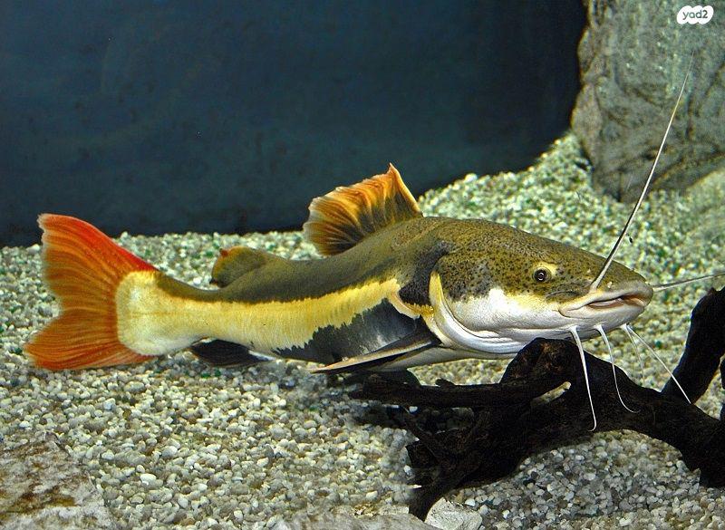 דגים למים מתוקים - **למכירה דגי חתול זנב אדום | מודעה-906860