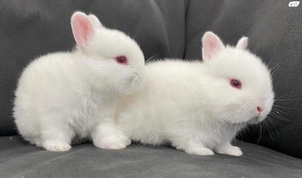 מכרסמים - ננסי הולנדי גזעי ההורים במקום | מודעה-1045759