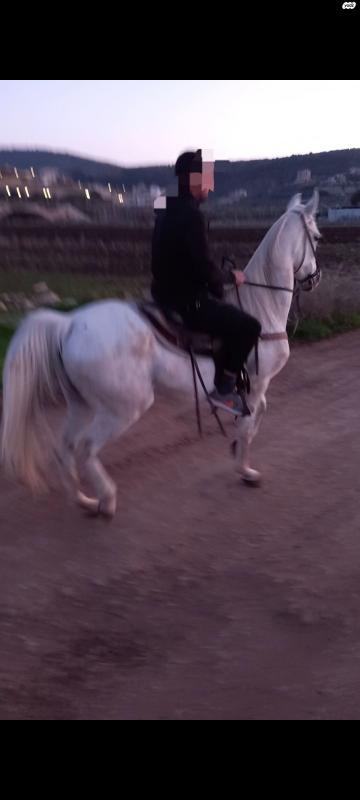 סוסים - סוסה מקומית | מודעה-1071301