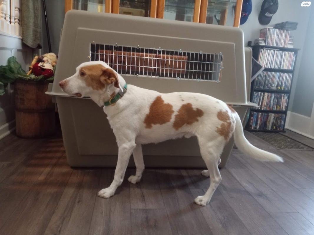 אביזרים וציוד לכלבים - Petmate Ultra Vari Kennel Giant | מודעה-1081187