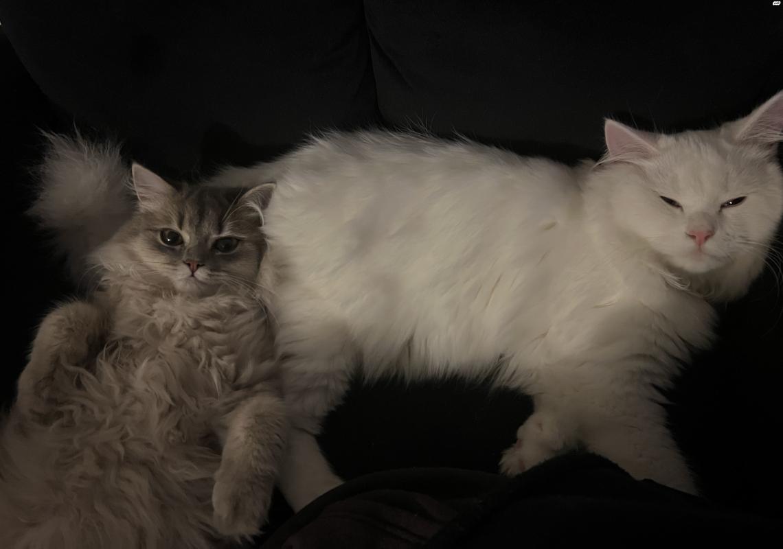 חתולים - 2 גורים סקוטים בגיל חצי | מודעה-1112345