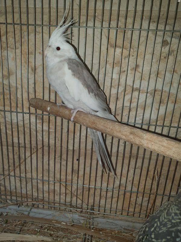 תוכים ובעלי כנף - זוג האכלות יד מתוקים וחברותים | מודעה-1075765