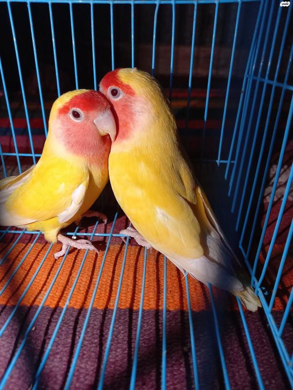 תוכים ובעלי כנף - זוג עובדים | מודעה-1074657