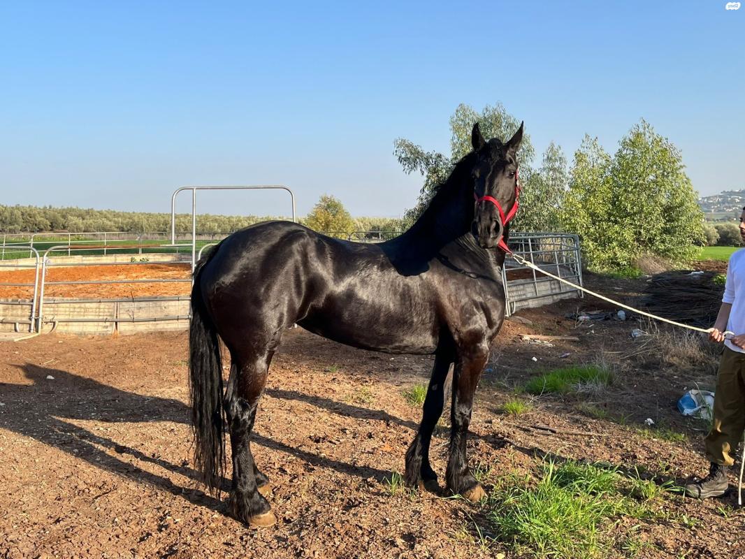 סוסים - סוסה מהממת ביופייה בת 5 | מודעה-1115275