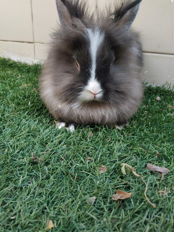 מכרסמים - ארנבונים מתוקים ומבויתים, בעלי מזג נעים | מודעה-1074389