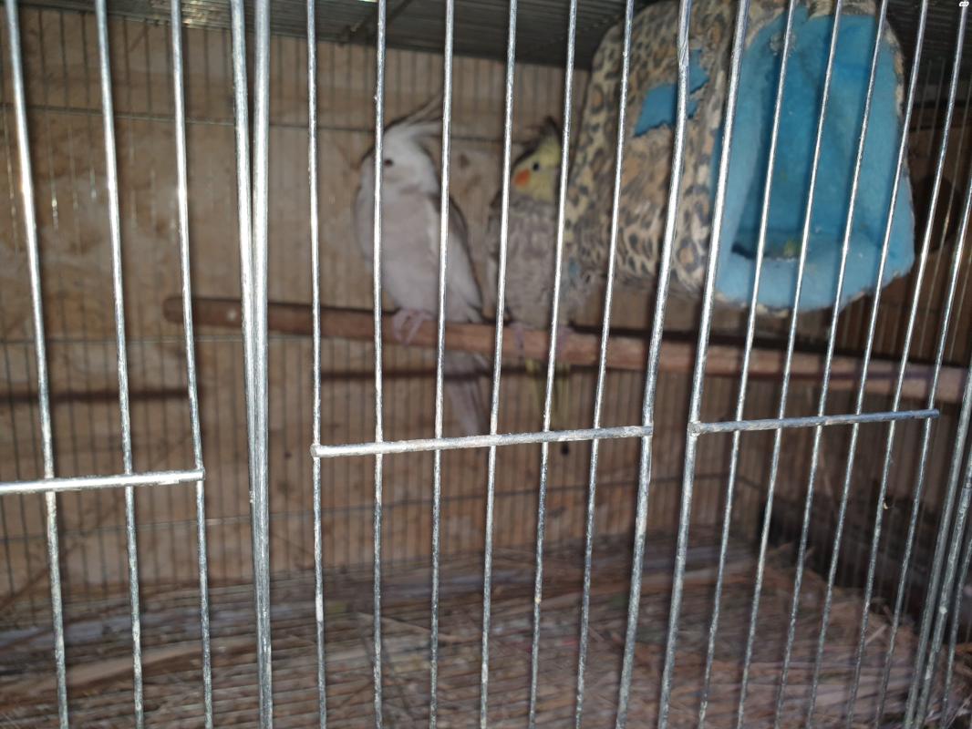 תוכים ובעלי כנף - זוג האכלות יד מתוקים וחברותים | מודעה-1075765