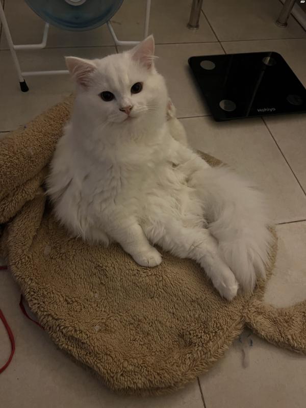 חתולים - 2 גורים סקוטים בגיל חצי | מודעה-1112345