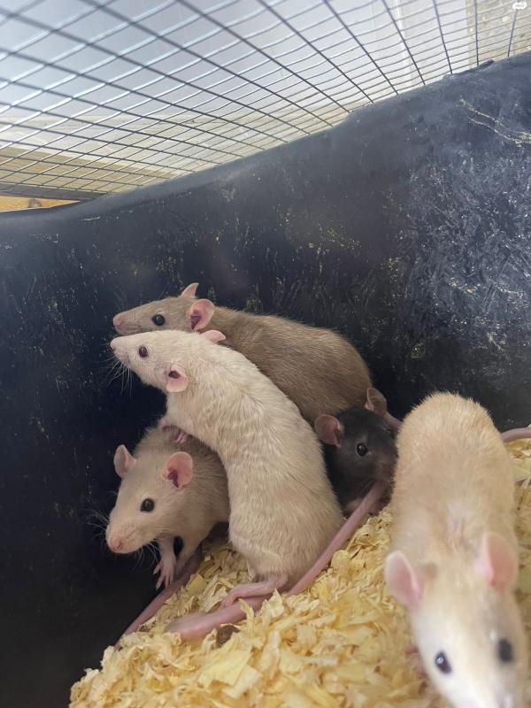 מכרסמים - ולדות,מתבגרים, בוגרים ולדות 8₪ מתבגרים, | מודעה-1127378