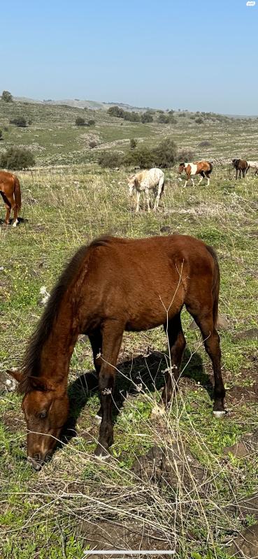 סוסים - רוקי, סייח מתוק בן שנה | מודעה-1141505