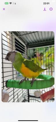 תוכים ובעלי כנף - תוכי סנגל למכירה בן שנה | מודעה-1118104