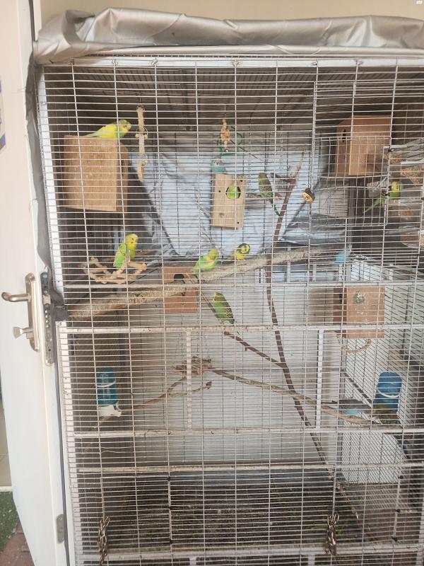 תוכים ובעלי כנף - זוג תוכונים זכר ונקבה 100 שח | מודעה-1163242