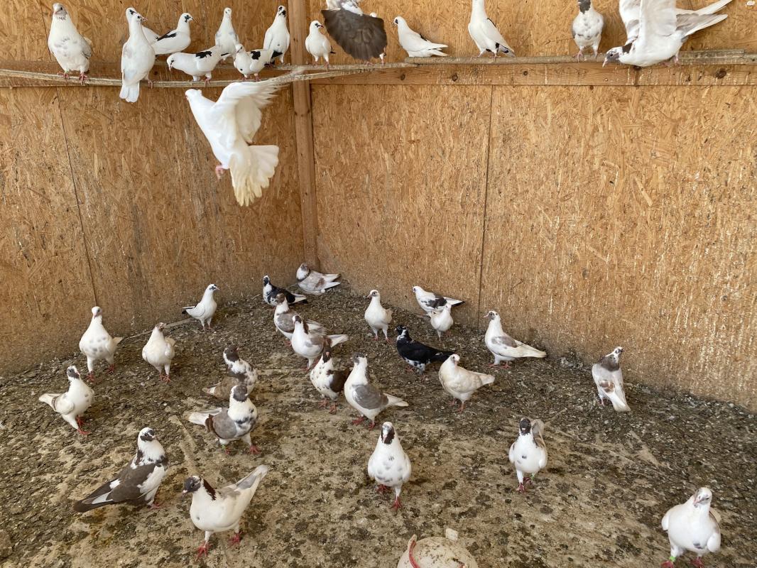 תוכים ובעלי כנף - יונים בצבעים מאוד יפים | מודעה-1243735