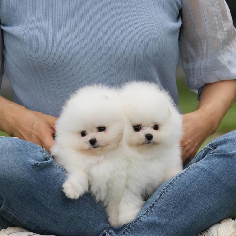 כלבים - גורי מיני פומרניאן חמודים הזמינים | מודעה-1257104