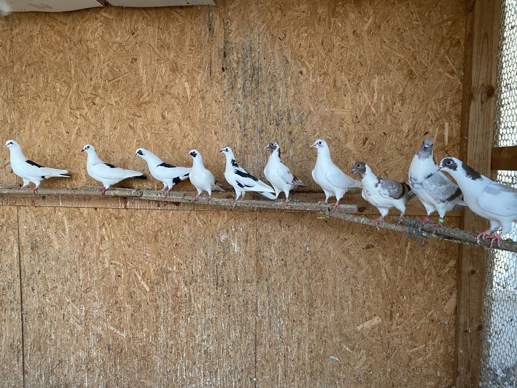 תוכים ובעלי כנף - יונים בצבעים מאוד יפים | מודעה-1243735