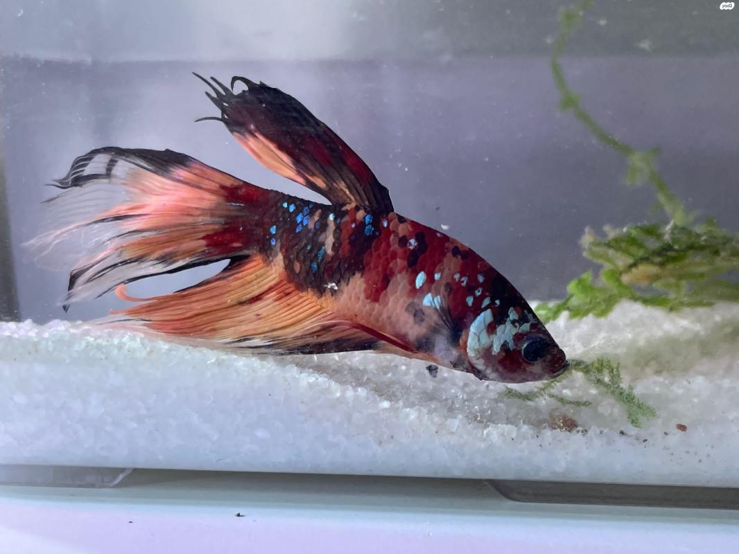 חיות מחמד אחרות - דגי קרב קוי נמו סופר דלטא | מודעה-1257003