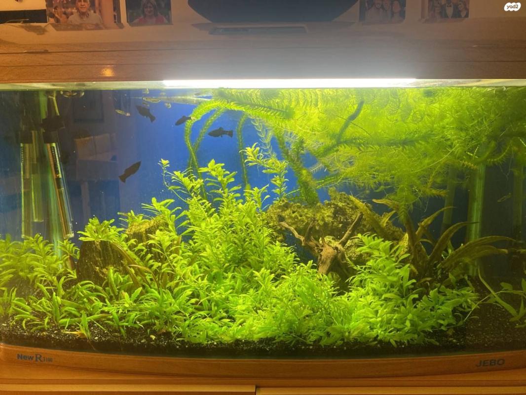 פילטרים - למכירה אקווריום צמחייה 300 ליטר | מודעה-1250476