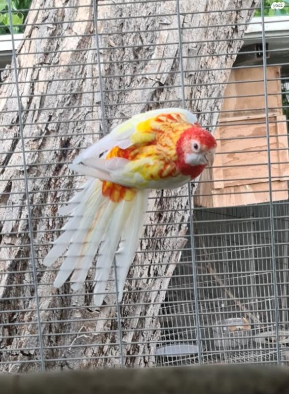 תוכים ובעלי כנף - רוזלה רובינו נקבה בוגרת בריאה | מודעה-1258842