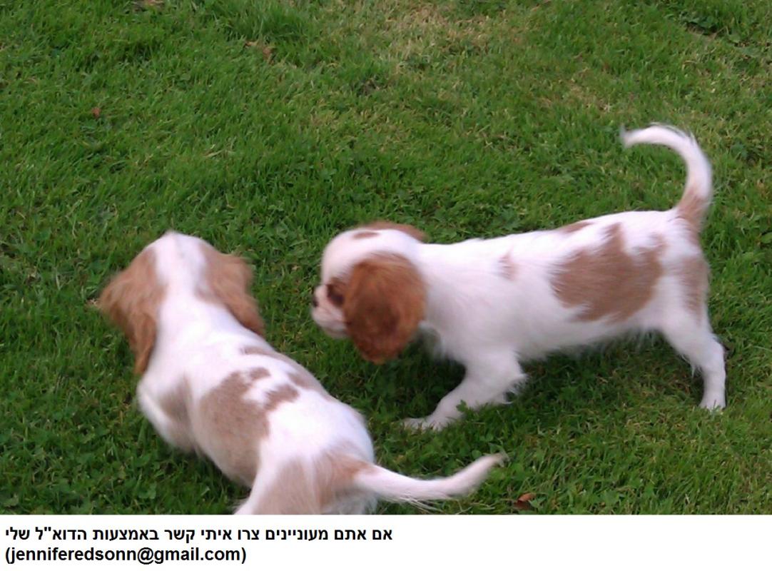 כלבים - גורי קאבלייר קינג צ'ארלסגורים זכר | מודעה-1282023