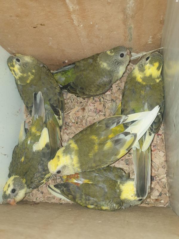 תוכים ובעלי כנף - מזמרים יפים ובריאים | מודעה-1290375