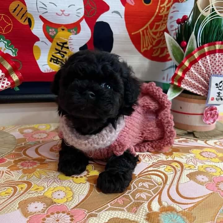 כלבים - גורי פודל יפים בוואטסאפ 055 | מודעה-1293623