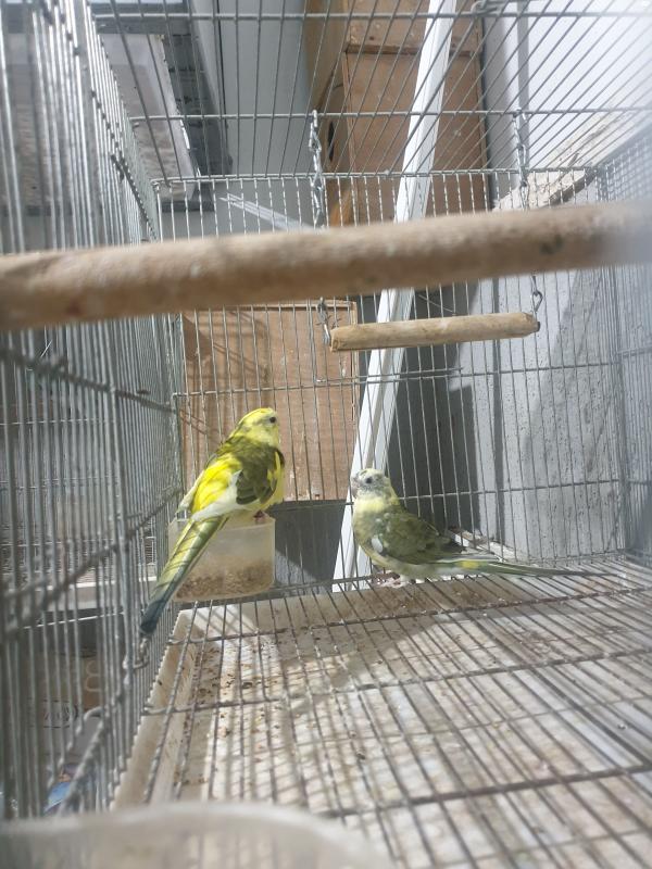 תוכים ובעלי כנף - מזמרים יפים ובריאים | מודעה-1290375