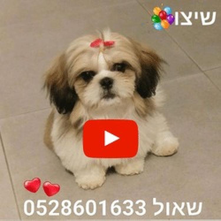 כלבים - שיצו למכירה | מודעה-1265909