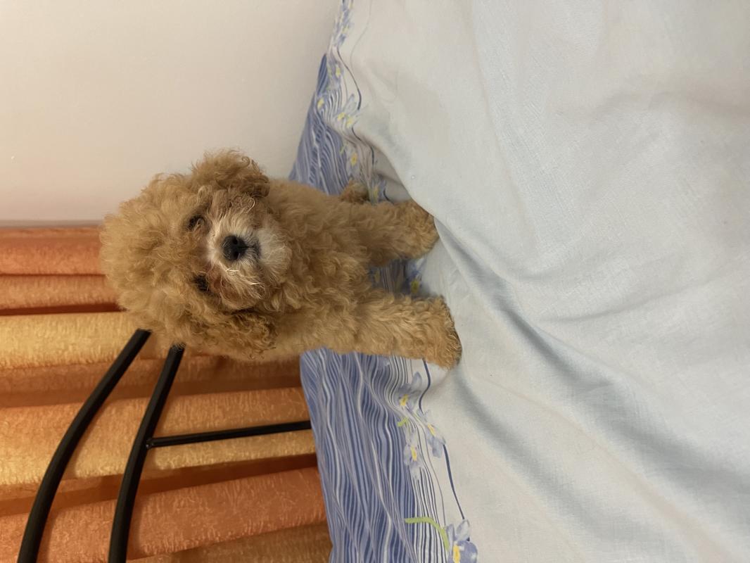 כלבים - למכירה גורות פודל טוי קטנות | מודעה-1309405