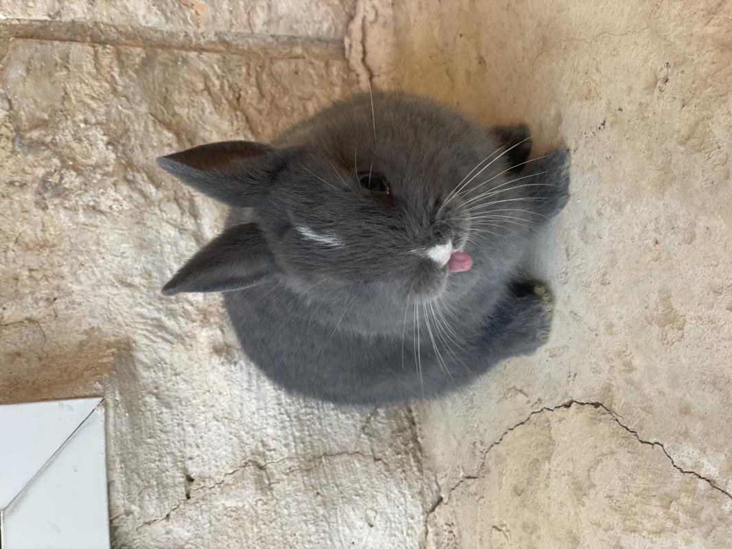 מכרסמים - ארנב ננסי קטן מתוק וקופצני | מודעה-1343114