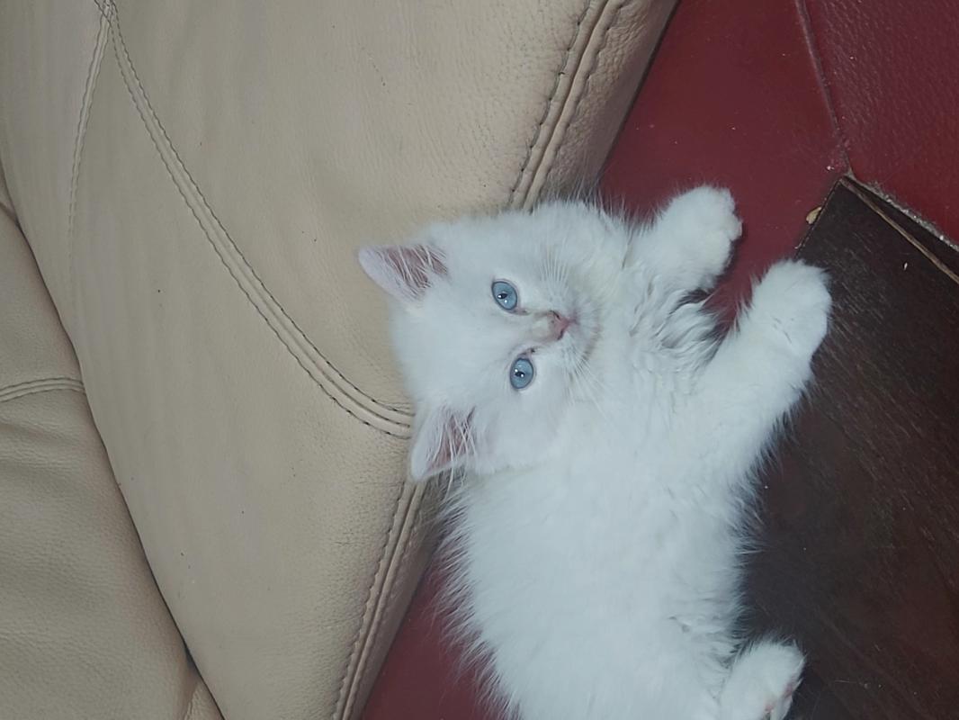 חתולים - ג'וקים סקוטי שער ארוך:זכר-לבן,אפור-נקיבה | מודעה-1310348