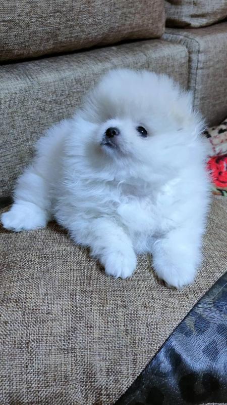 כלבים - גורי פומרניאן חמודים ומקסימים מאומנים | מודעה-1305480