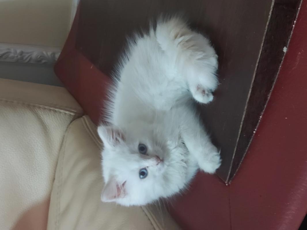 חתולים - ג'וקים סקוטי שער ארוך:זכר-לבן,אפור-נקיבה | מודעה-1310348