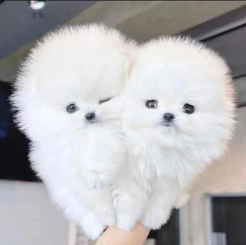 כלבים - ווטסאפ בלבד ללא טלפון: 0555072533גורי | מודעה-1298049