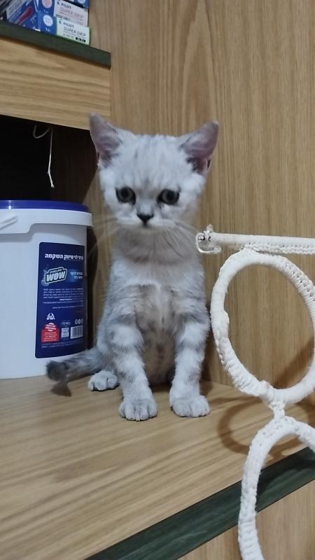 חתולים - גור סקוטי מהמם זכר ונקבה | מודעה-1343094