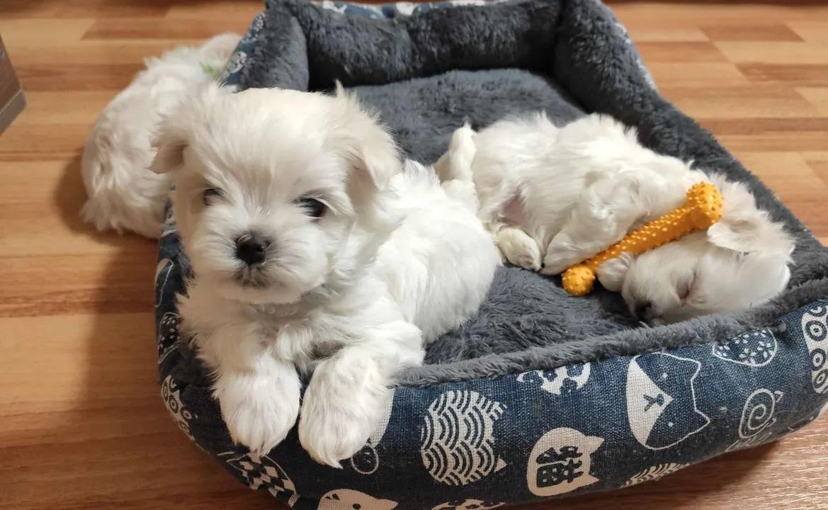 כלבים - גורי פומרניאן ילדה וילד זמינים | מודעה-1473934