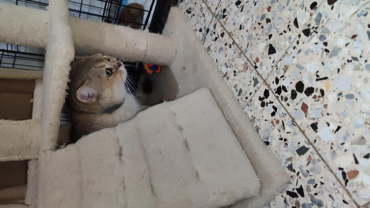 חתולים - חתולה סקוטית גזעית גולדן סטרייט | מודעה-1513283