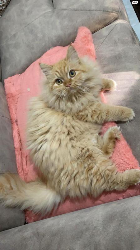 חתולים - ישלו ספר חיסון ויש כול הדברים | מודעה-1612494